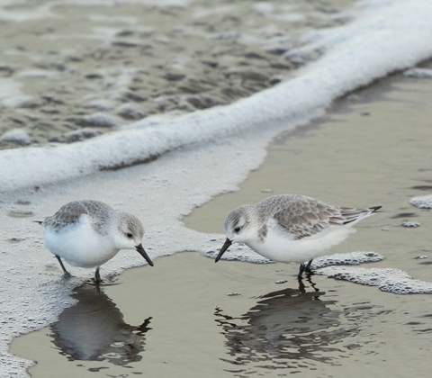 Strandloper